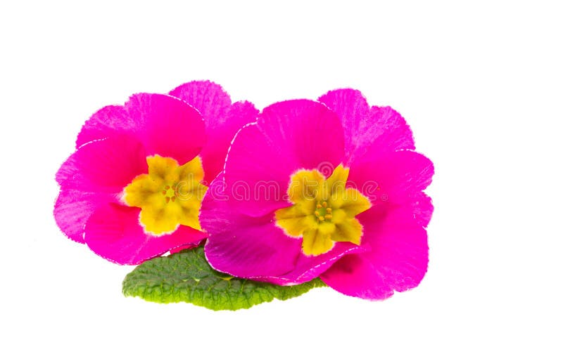 Primrose isolated stock image. Image of elegance, colorful - 336184049