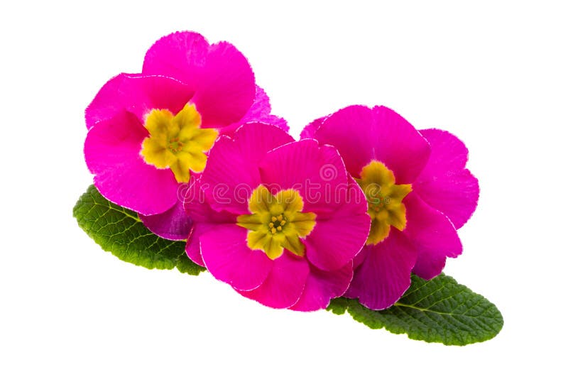 Primrose isolated stock photo. Image of pretty, primulaceae - 336184054