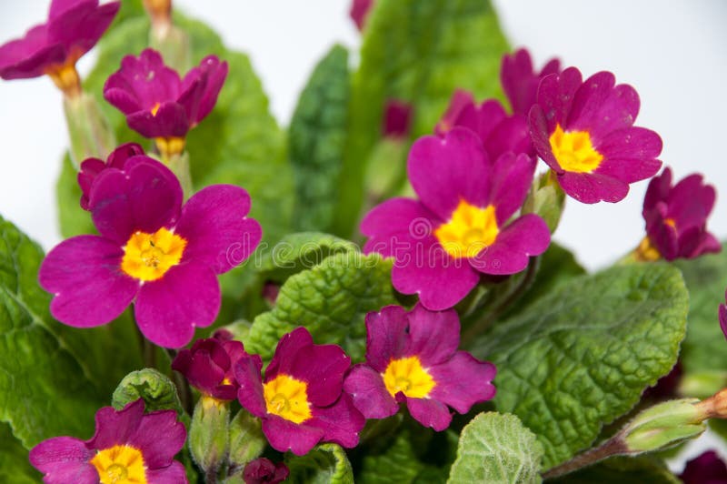Primrose with Leaves on a White Background Stock Image - Image of ...