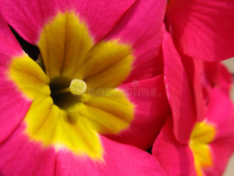 Flowers stock photo. Image of flower, botany, primulas - 1779596