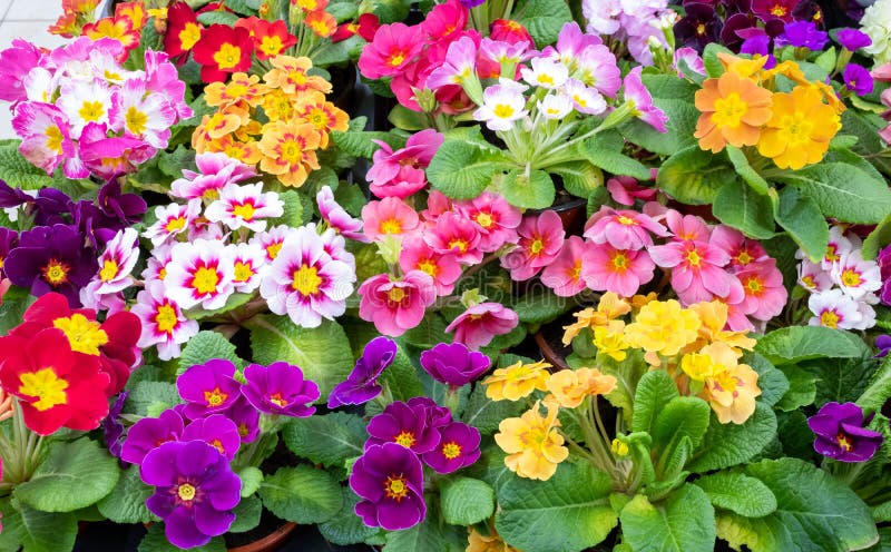 Primrose is Multicolored in Full Bloom. Primula Vulgaris Blooms Stock ...