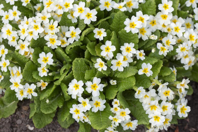 Primrose stock photo. Image of flower, nature, ornamental - 116055976