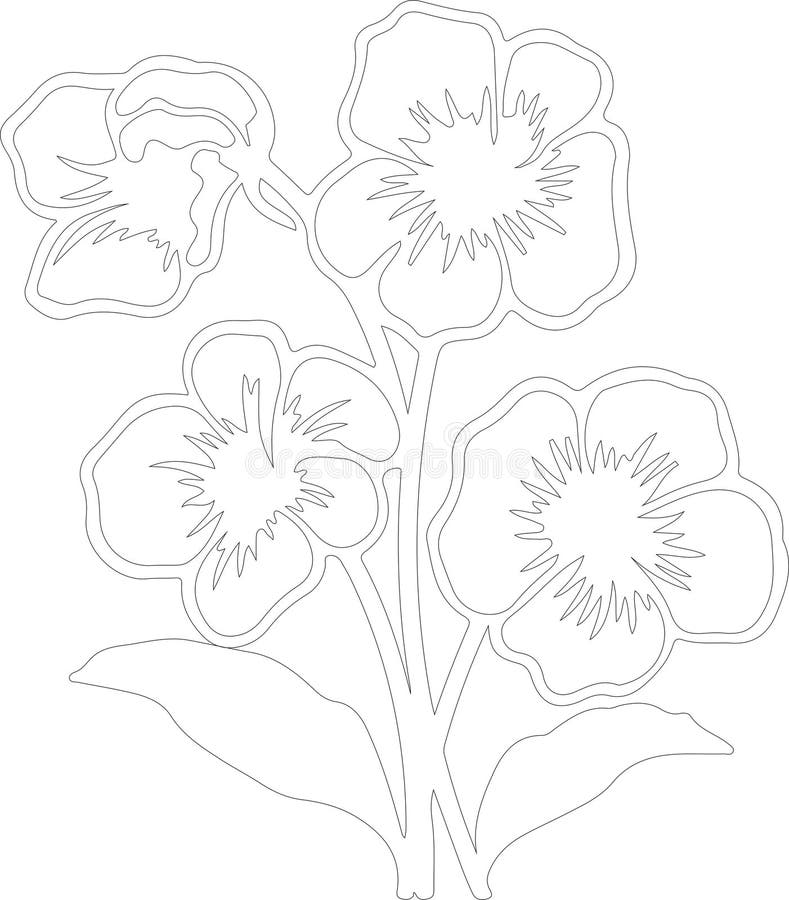 Primrose Outline Stock Illustrations – 506 Primrose Outline Stock ...