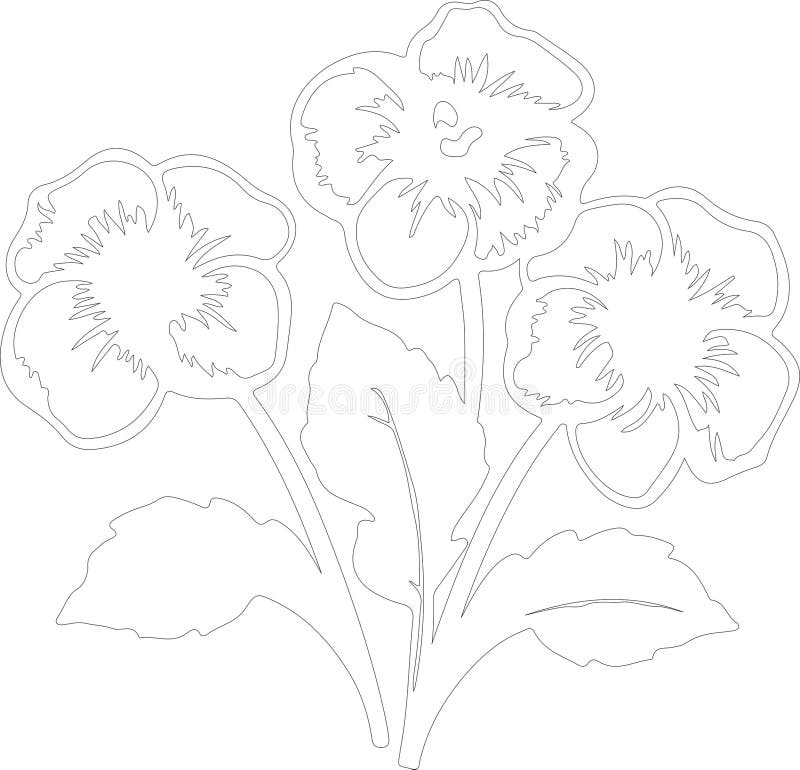 Primrose Outline Stock Illustrations – 506 Primrose Outline Stock ...