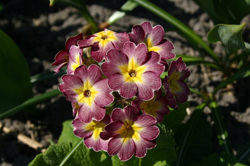 Primrose stock image. Image of pink, spring, green, open - 40710329