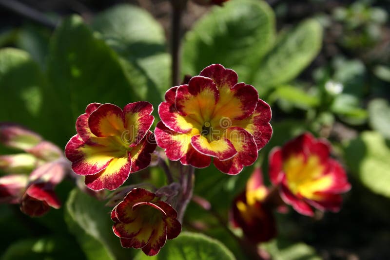 Primrose stock photo. Image of flower, petal, singles - 40710430
