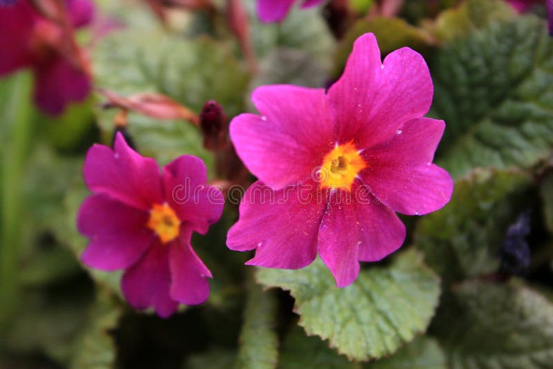 Primrose stock image. Image of primula, pink, plant, foliage - 40710535
