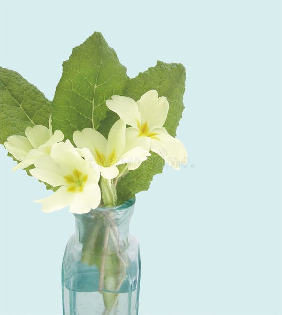 Primrose posy stock photo. Image of natural, leaves, bottles - 689140
