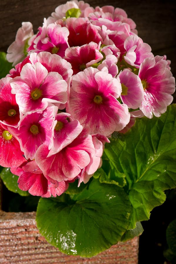 Primrose on pot stock image. Image of color, leaf, petal - 18266607