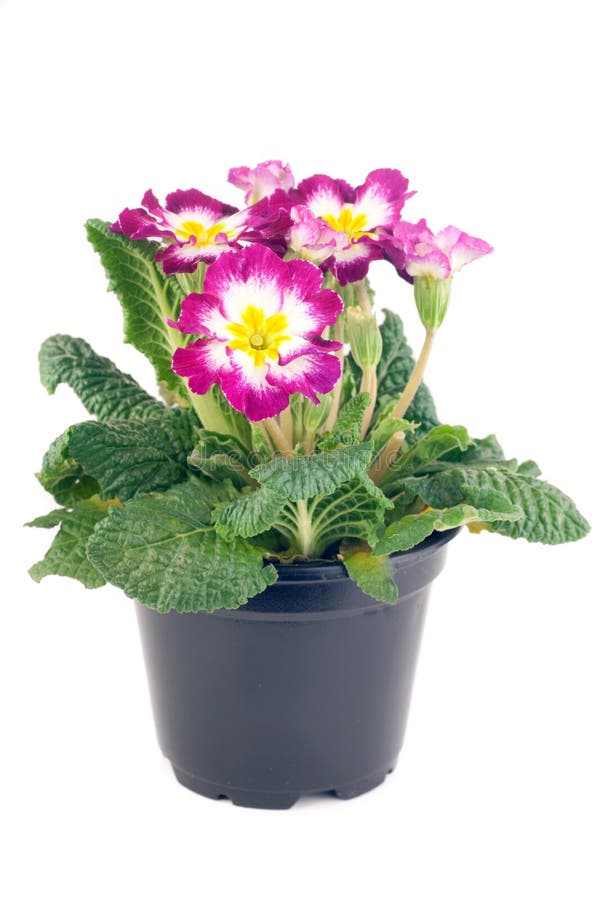 Primrose pot stock image. Image of floral, plant, tricolor - 7820039