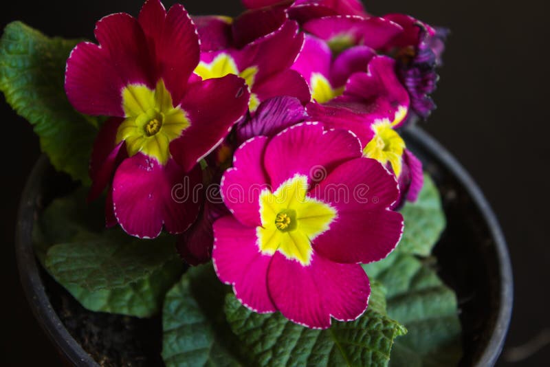 Primrose stock image. Image of primula, floral, plant - 68214205