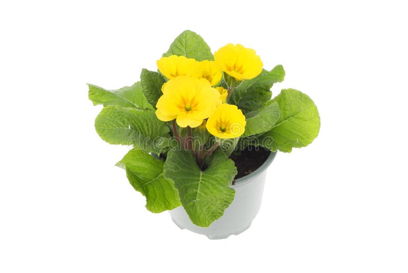 Primrose in a pot stock photo. Image of isolated, floral - 271049558