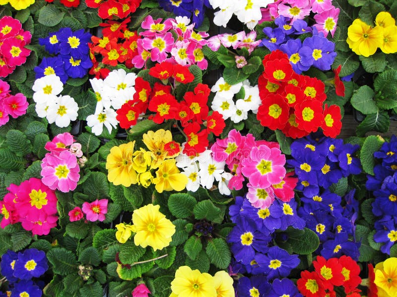 Primrose stock image. Image of plant, symbol, full, white - 87502695