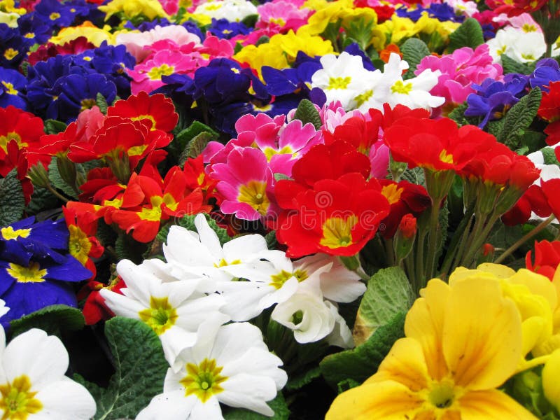 Primrose stock photo. Image of summer, white, floral - 87502778