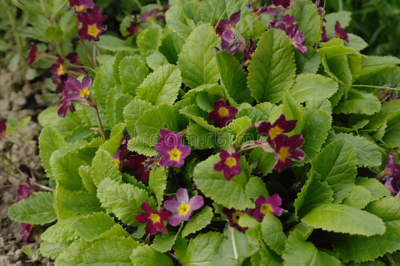 Primrose on a flower bed stock image. Image of green - 225564317