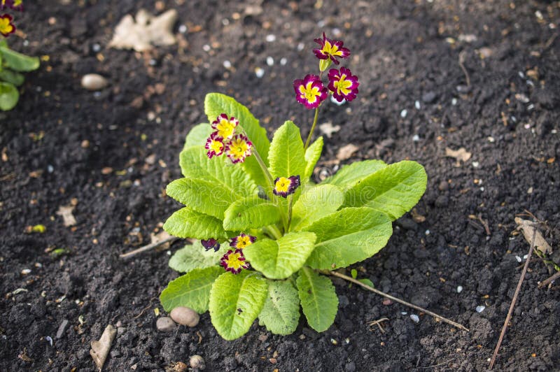 Primrose stock photo. Image of earth, decorative, elegant - 60491126
