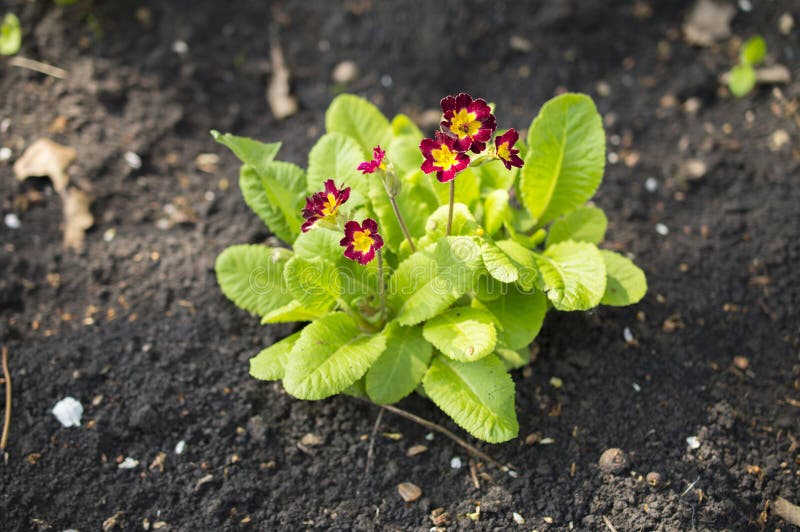 Primrose stock photo. Image of garden, glamour, decorative - 60725010