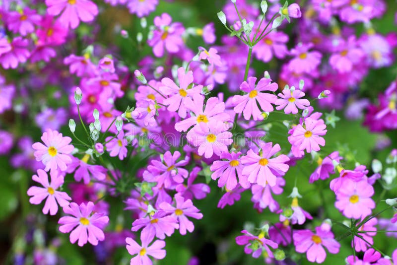Primrose stock image. Image of park, asia, purple, outdoor - 52616007