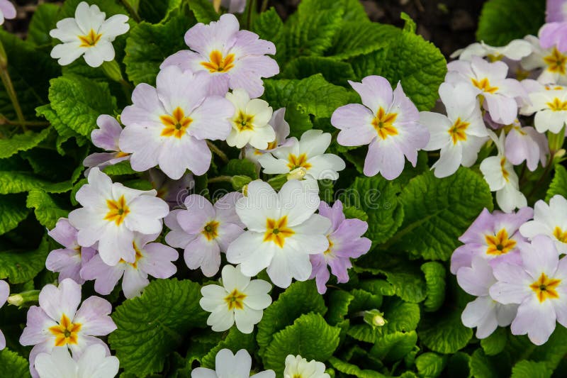 Primula Vulgaris stock photo. Image of flowering, flower - 245943306
