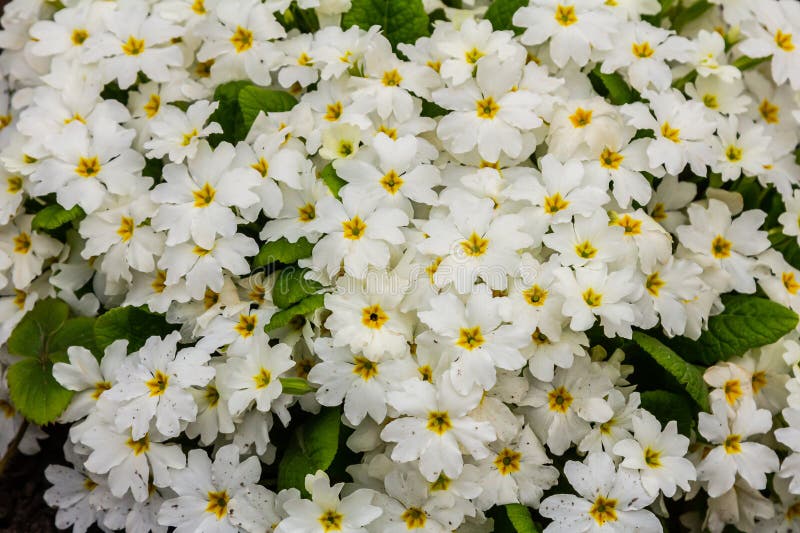 Primula Vulgaris stock photo. Image of flowering, flower - 245943306