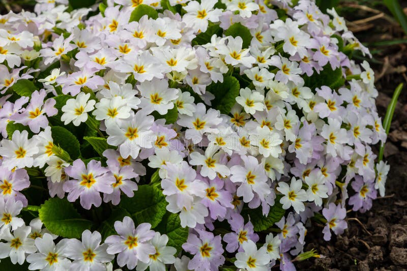 Primula Vulgaris stock photo. Image of flowering, flower - 245943306