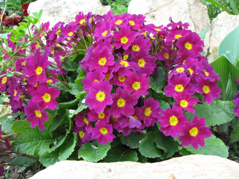 Primrose - Primula Vulgaris Stock Photo - Image of blossom, green: 43127506