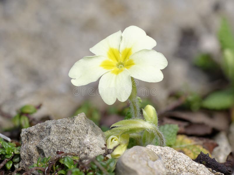 Primrose stock image. Image of flora, yellow, primula - 215420445