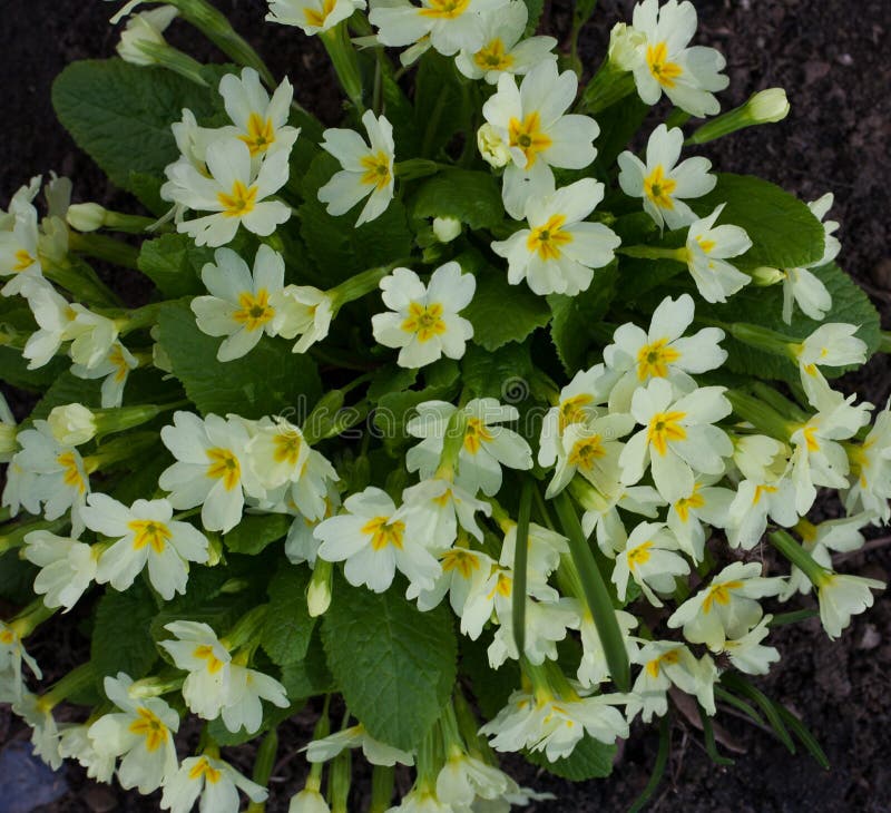 Primrose - Primula Vulgaris. White Flower with a Yellow Core Stock ...