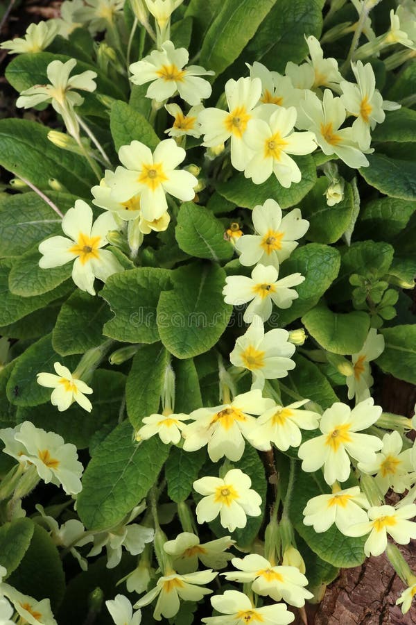 Primrose, Primula Vulgaris, Yellow Flowers Stock Image - Image of ...