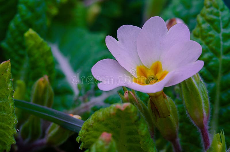 Primrose Small Spring Flowers are Growing Stock Image - Image of leaf ...