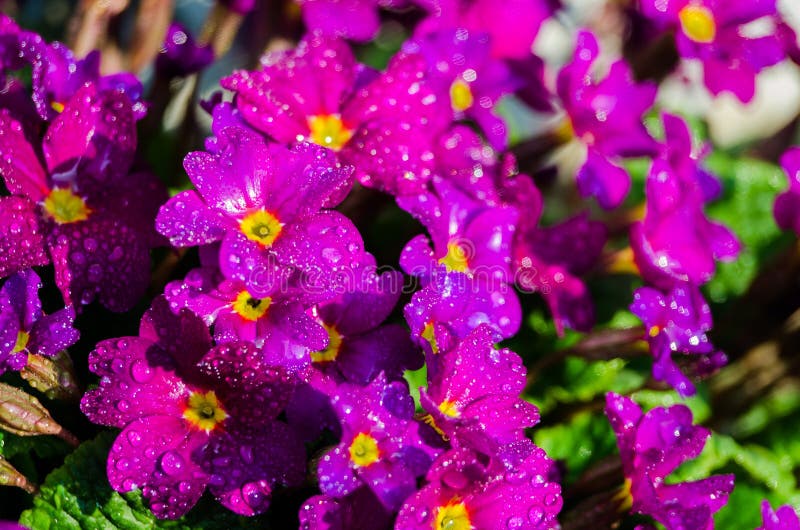 Primrose Small Spring Flowers are Growing Stock Photo - Image of ...