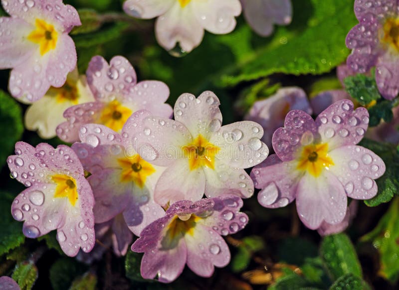 Primrose Small Spring Flowers are Growing Stock Photo - Image of flower ...
