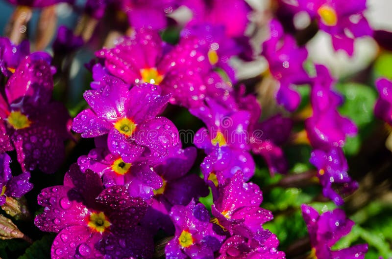 Primrose Small Spring Flowers are Growing Stock Image - Image of park ...
