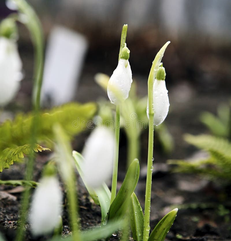 Primrose Snowdrops in the Ground in the Garden Stock Image - Image of ...