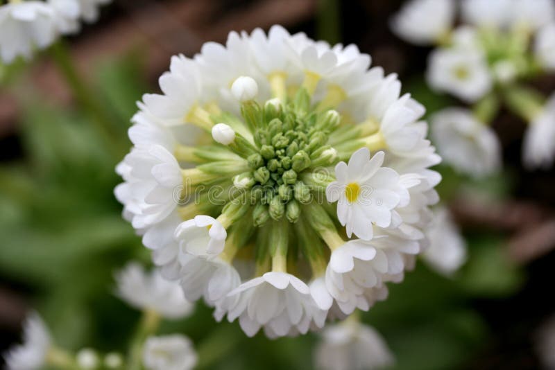 A primrose in the spring stock photo. Image of black - 13824602