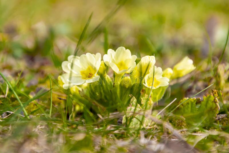 Fresh Growing Grass Bursting Seeds Stock Photos - Free & Royalty-Free ...