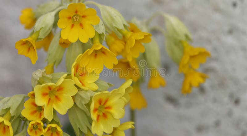 Primrose Spring Medicinal Primrose Stock Photo - Image of bloom, bright ...