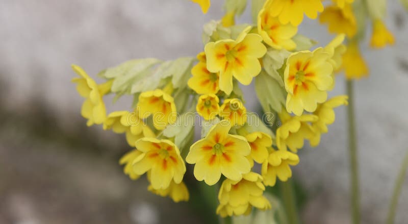 Primrose Spring Medicinal Primrose Stock Photo - Image of plant ...
