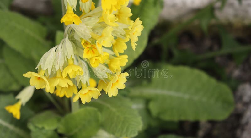 Primrose Spring Medicinal Primrose Stock Photo - Image of primrose ...