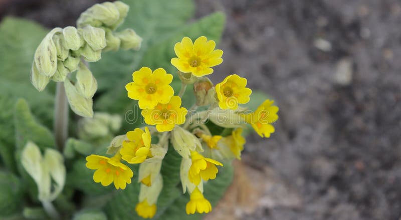 Primrose Spring Medicinal Primrose Stock Photo - Image of bloom ...