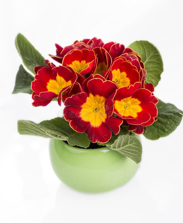Primrose Spring Red and Yellow Flowers in a Green Pot with with Green ...