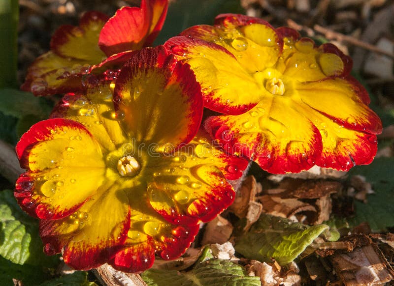 Primrose, in Sun with Raindrops Stock Image - Image of polyanthus ...
