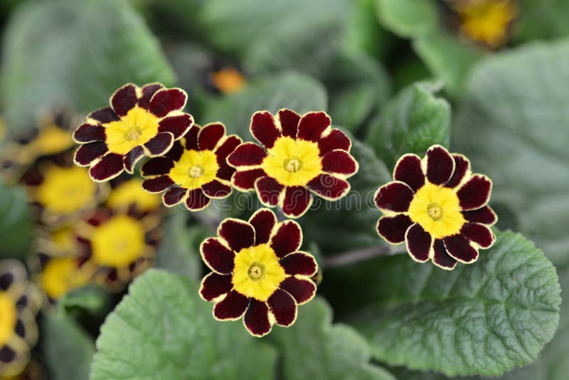 Primrose Victoriana stock photo. Image of plant, botany - 175146352