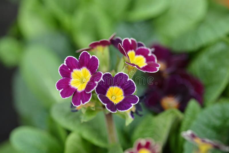 Primrose Victoriana stock image. Image of white, veris - 172477125