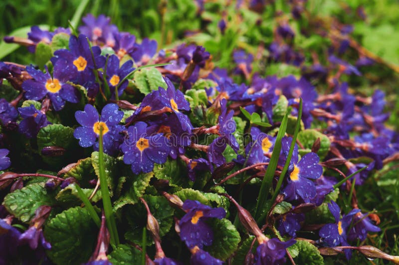 Primrose, Violet Flowers on Green Background Stock Image - Image of ...