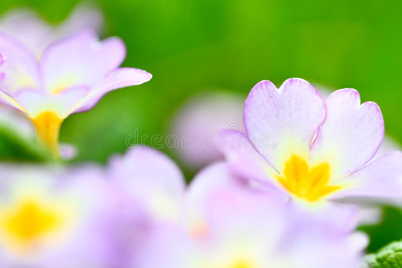 Primrose, Violet Flowers on Green Background Stock Image - Image of ...