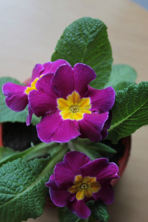 A Primrose is Violet with a Yellow Middle . Stock Photo - Image of ...