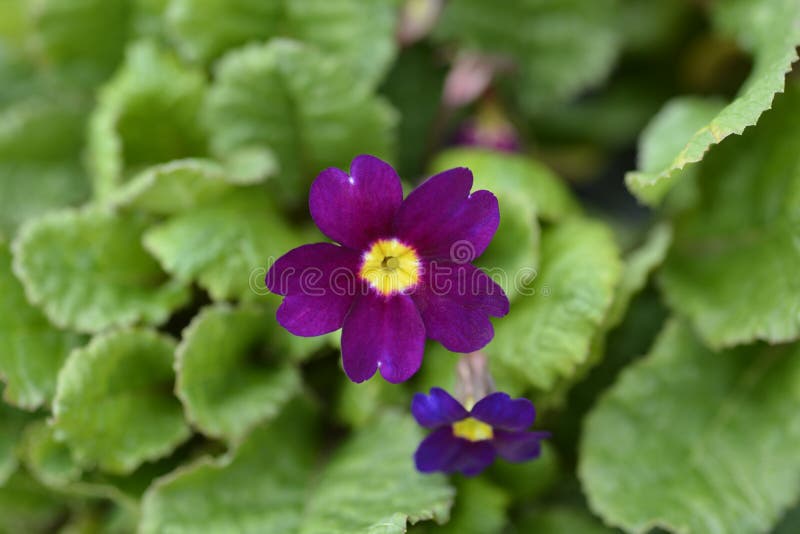 Primrose Wanda stock image. Image of purple, wanda, close - 268646927