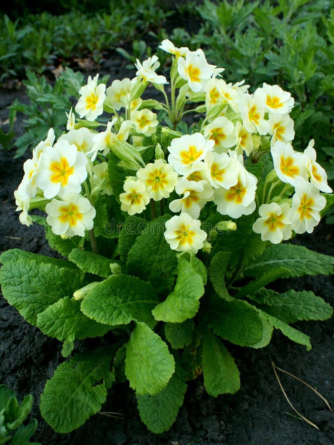 Primrose white stock photo. Image of produce, blossom - 235375828