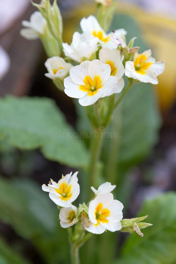 Primrose white flower stock image. Image of bloom, gardening - 92435815